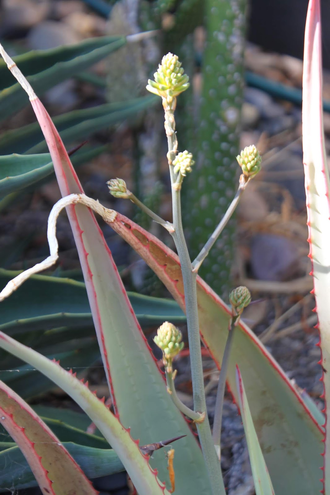 Emerging Fall Aloe Inflorescences