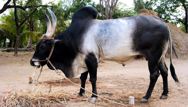 Divine Diyaas Jallikattu Importance Of Native Indian Bulls divine-diyaas-jallikattu-importance-of-native-indian-bulls