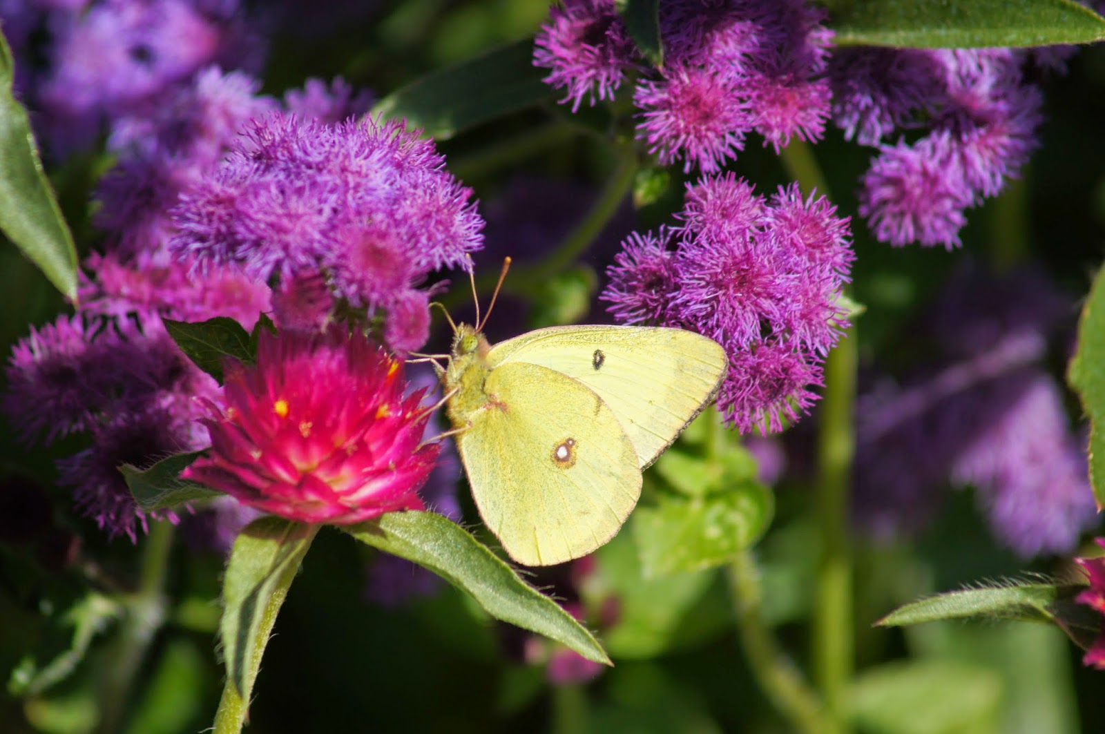 Things with Wings: September Butterflies