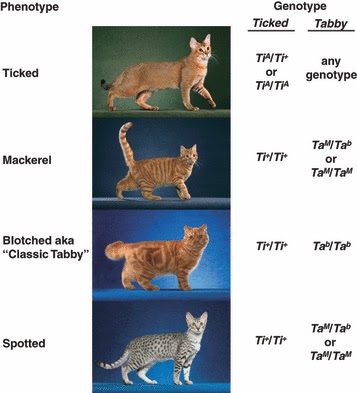 Phenotype and genotype of tabby cats