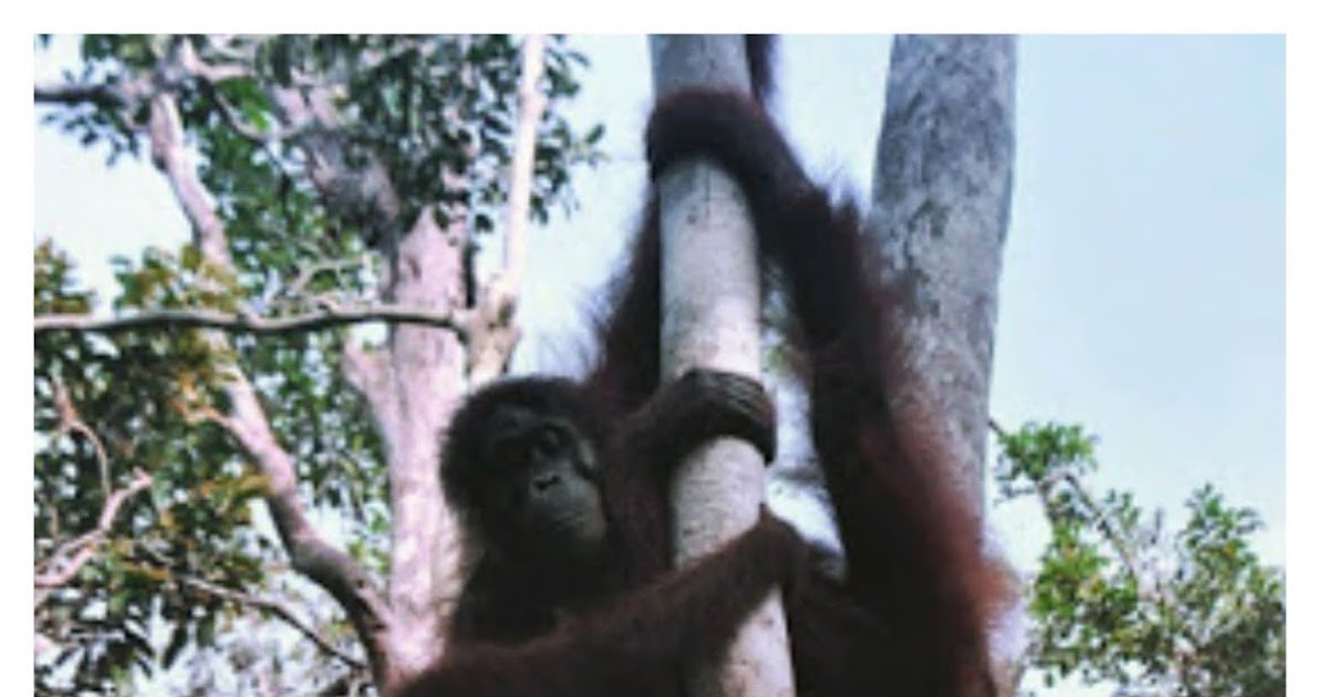 Travelplus Indonesia: Jelang Hari Primata, Yuk Intip Habitatnya di ...