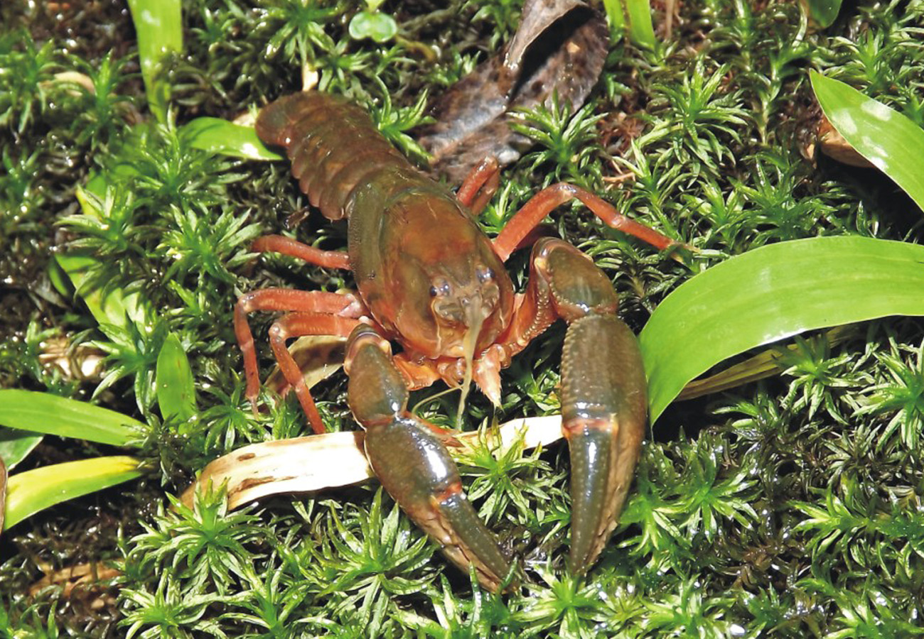 Species New to Science: [Crustacea • 2016] Parastacus fluviatilis & P ...