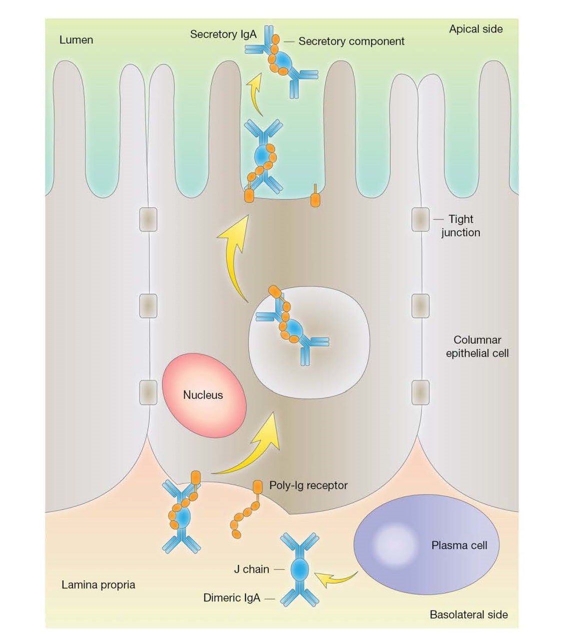 The Structure and Function of The Immunoglobulin Classes - pediagenosis