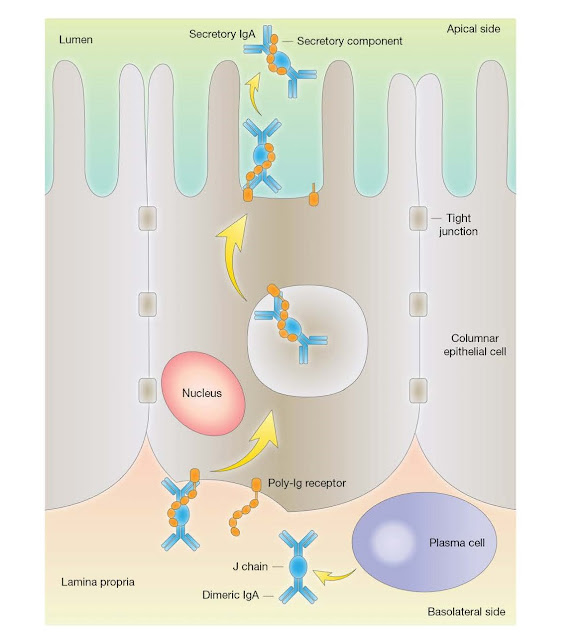 The Structure and Function of The Immunoglobulin Classes - pediagenosis
