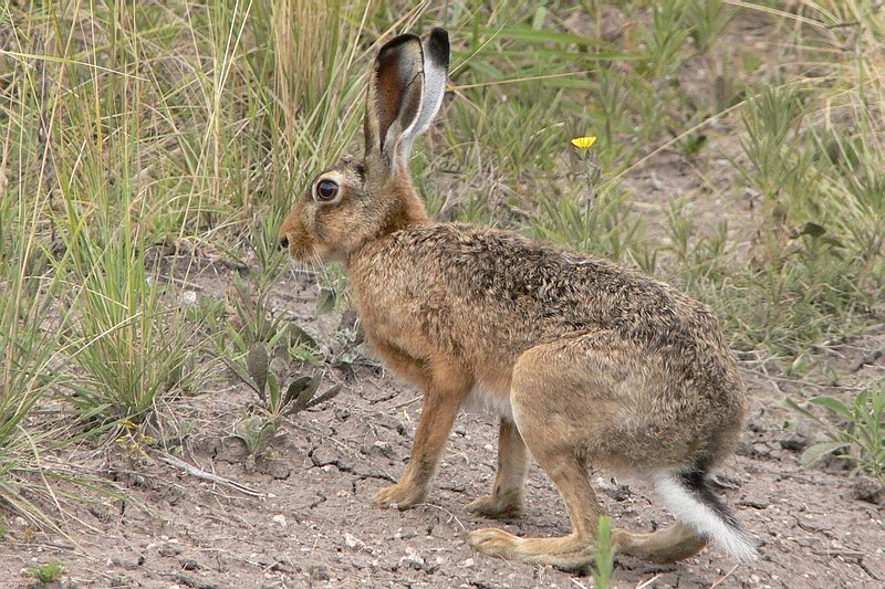 Animales Exoticos: Información de la Liebre