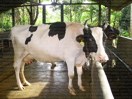 NewRupa: BUDIDAYA JAGUNG MANIS DI SENTRA SAPI PERAH