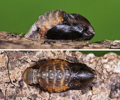 Butterflies of Singapore: Life History of the Banded Royal