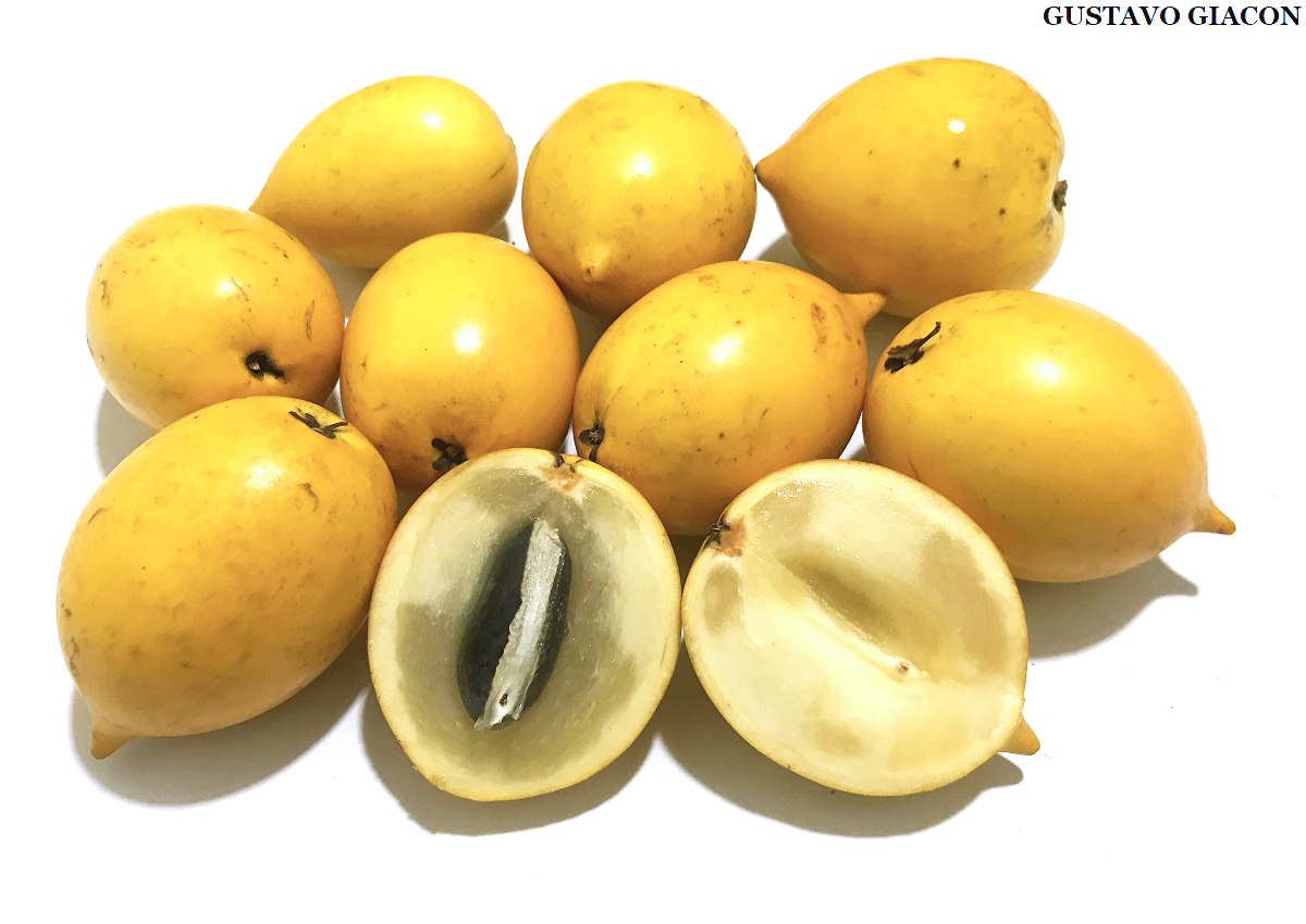 Viveiro Ciprest - Plantas Nativas e Exóticas: Abio Amarelo ( Pouteria ...