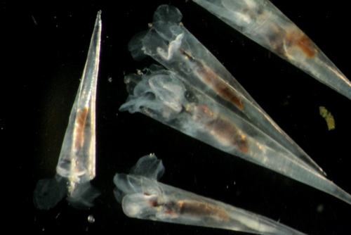 Charismatic Microfauna: Pteropods and the Arts