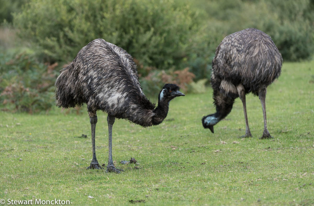 Paying Ready Attention - Photo Gallery: Wild Bird Wednesday 211 - Emu