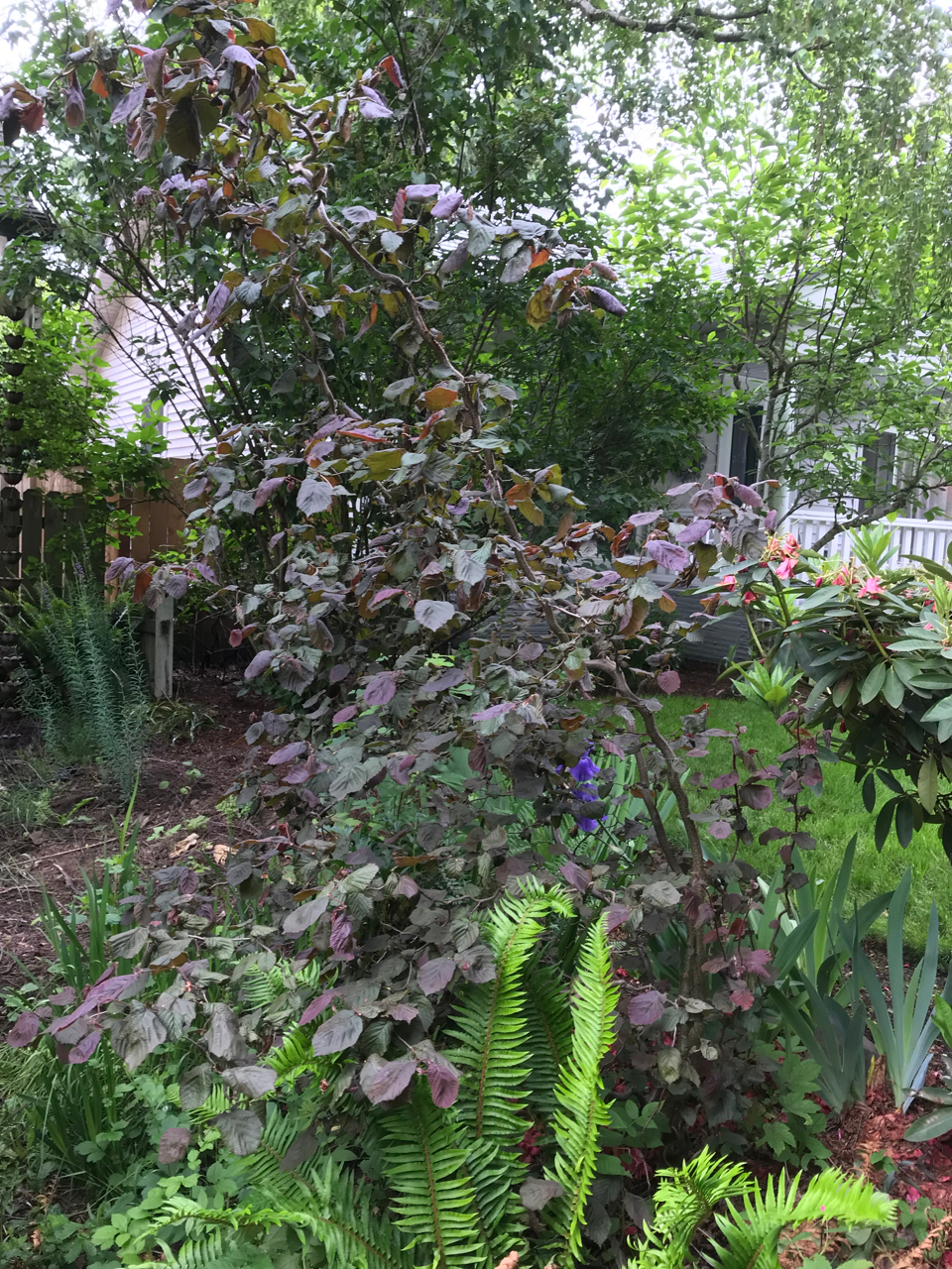 Laurelhurst Craftsman Bungalow: Red Dragon Contorted Hazelnut