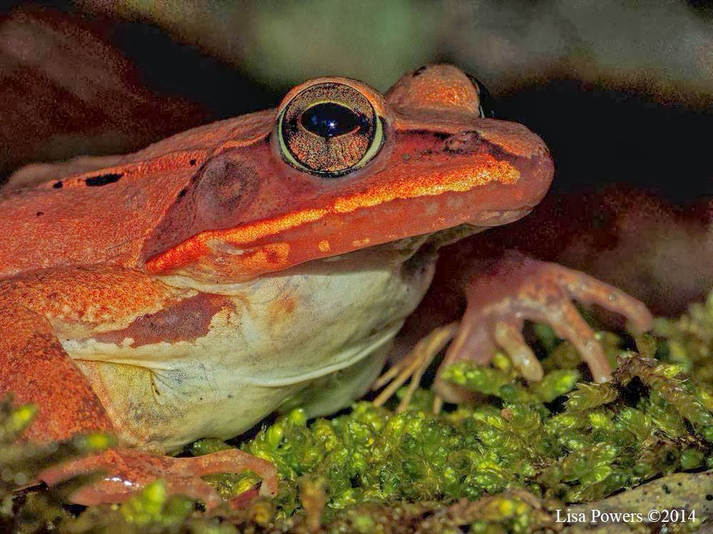 Native Species Spotlight: Lithobates sylvaticus | Wood Frog
