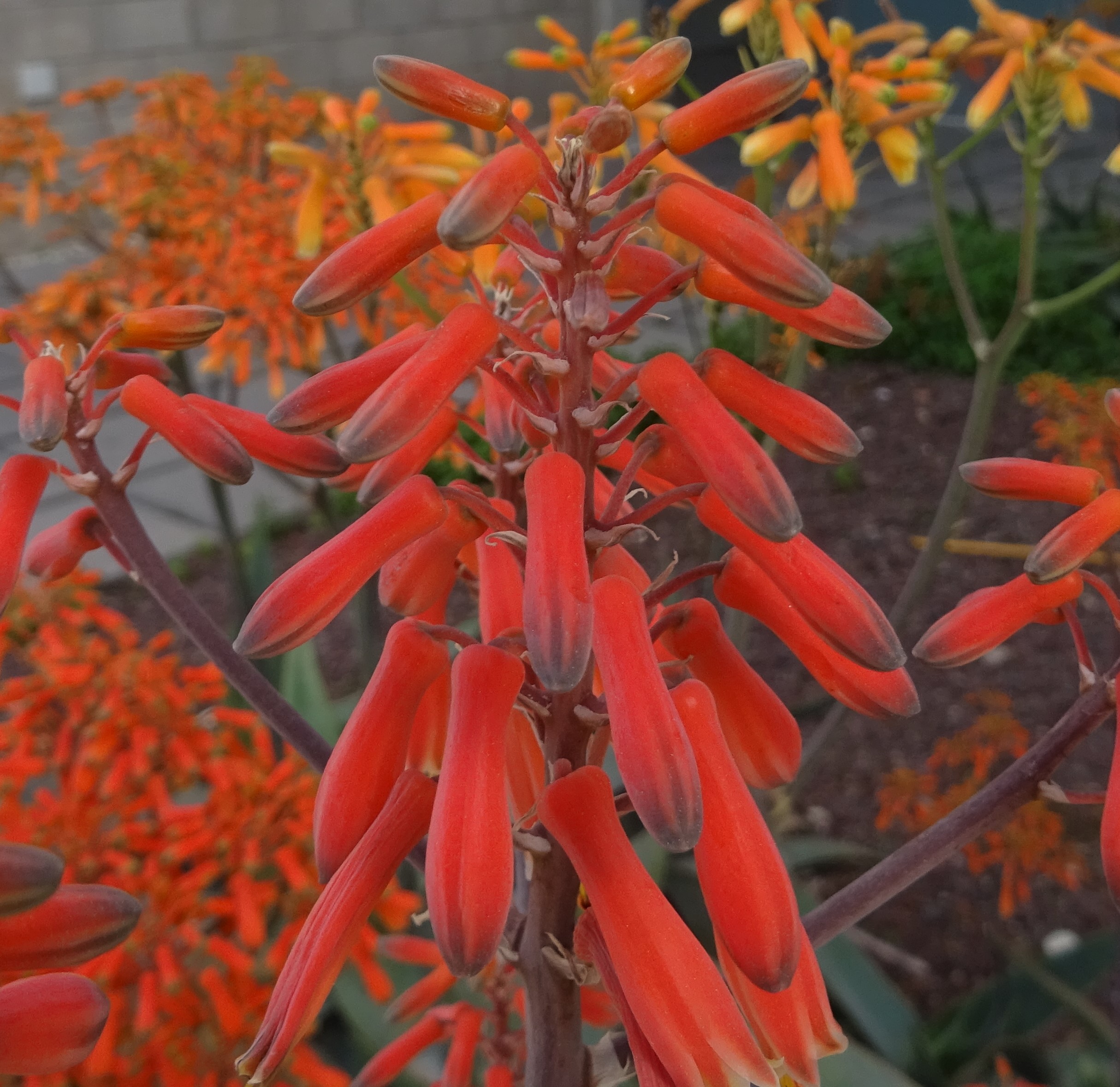 HERBARIO VIRTUAL DE BANYERES DE MARIOLA Y ALICANTE: Aloe striata - Aloe ...