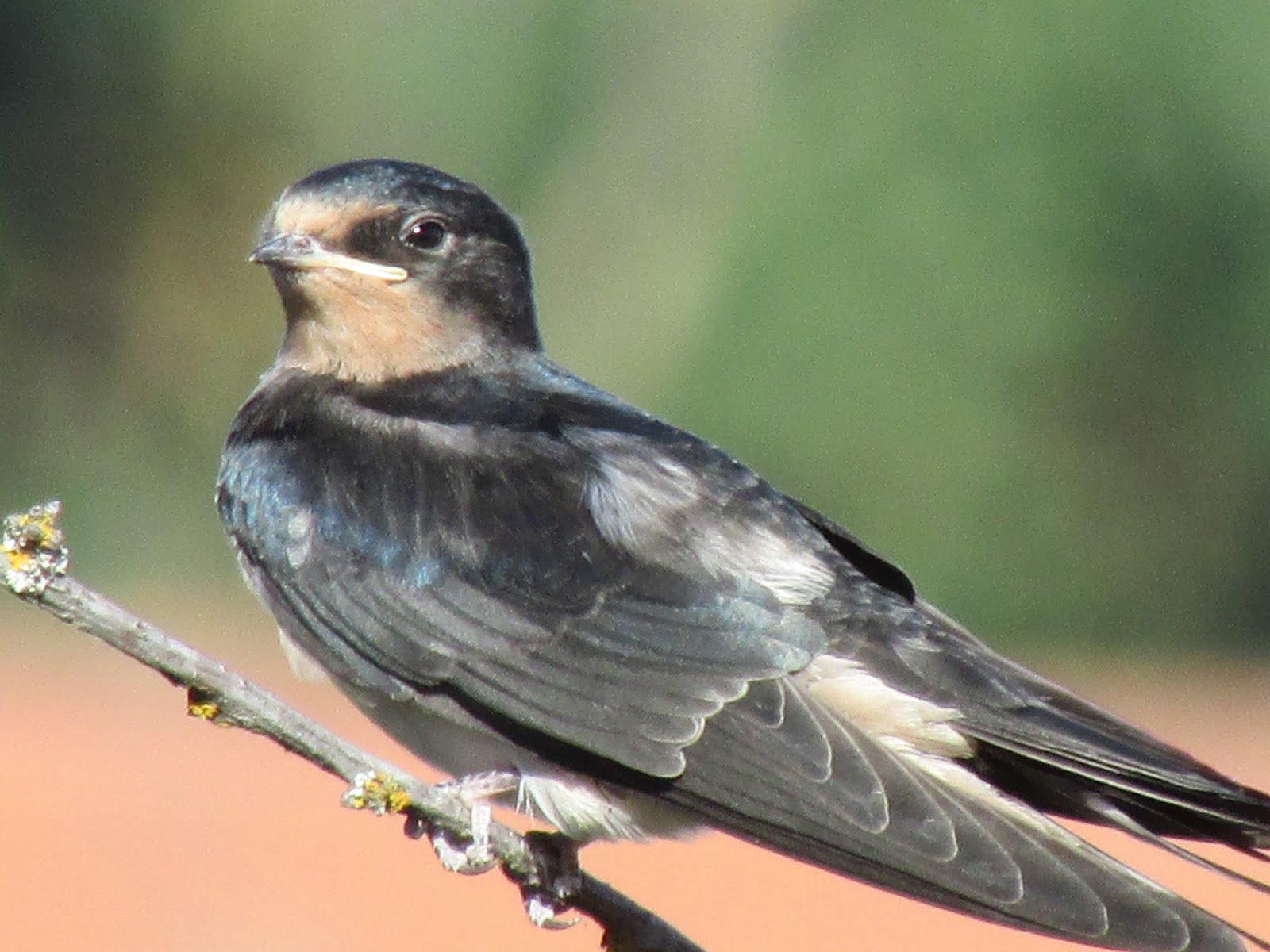 De campo por el Parque regional del sureste madrileño: Golondrina común ...