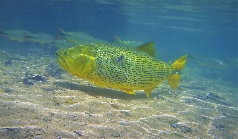No Mar Profundo: Dourado, o peixe que virou símbolo da conservação da ...