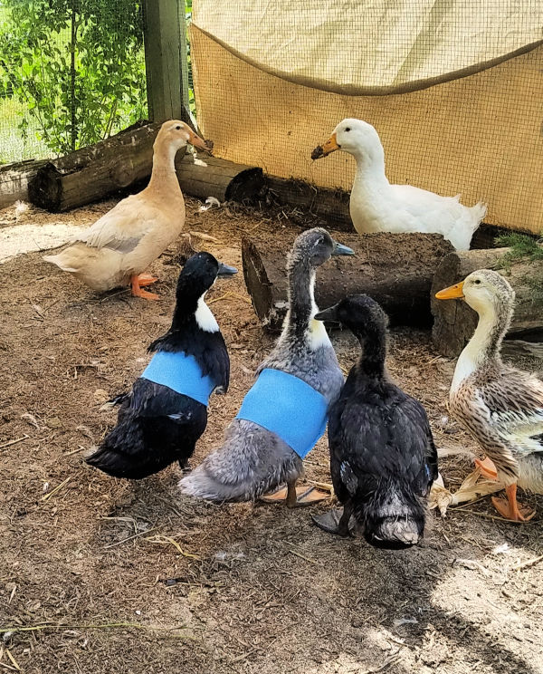 Preventing and Treating Angel Wing in Ducklings - Fresh Eggs Daily ...