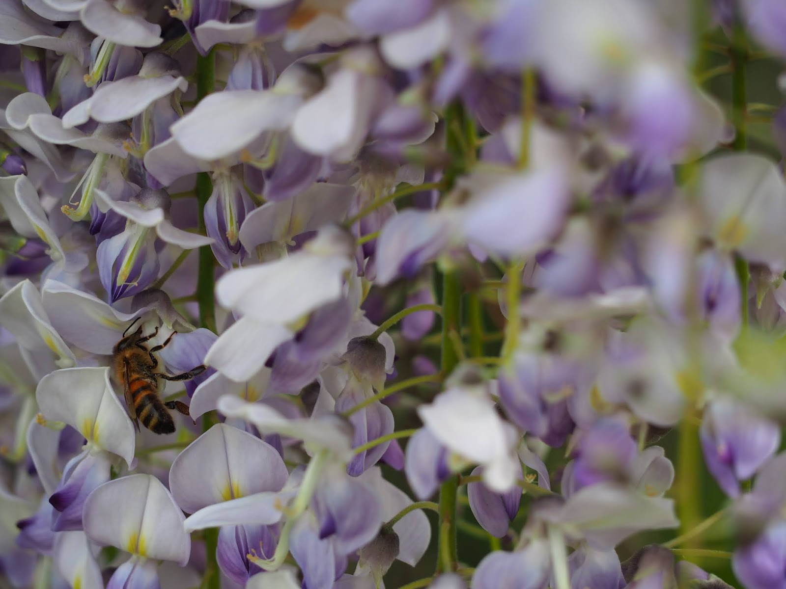 Kwitnie Wisteria! Kwitnie Wisteria!