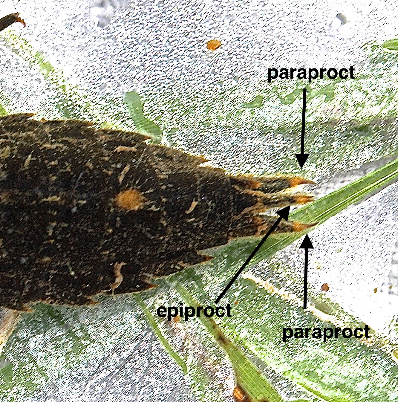 Aquatic Insects of Central Virginia: The "Fawn Darner" Dragonfly ...