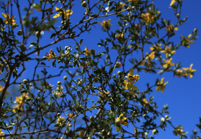 Out There: Tequila Tree 2.0