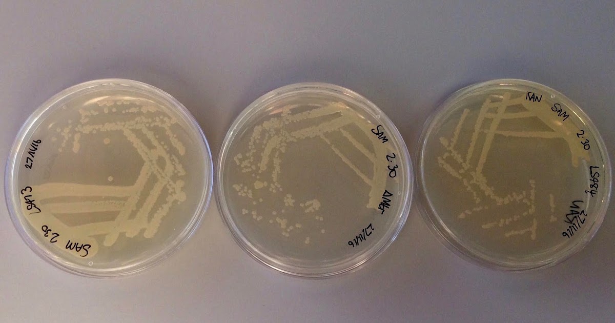Model Organisms: Shewanella-electric bacteria! by Dr Sam Rowe