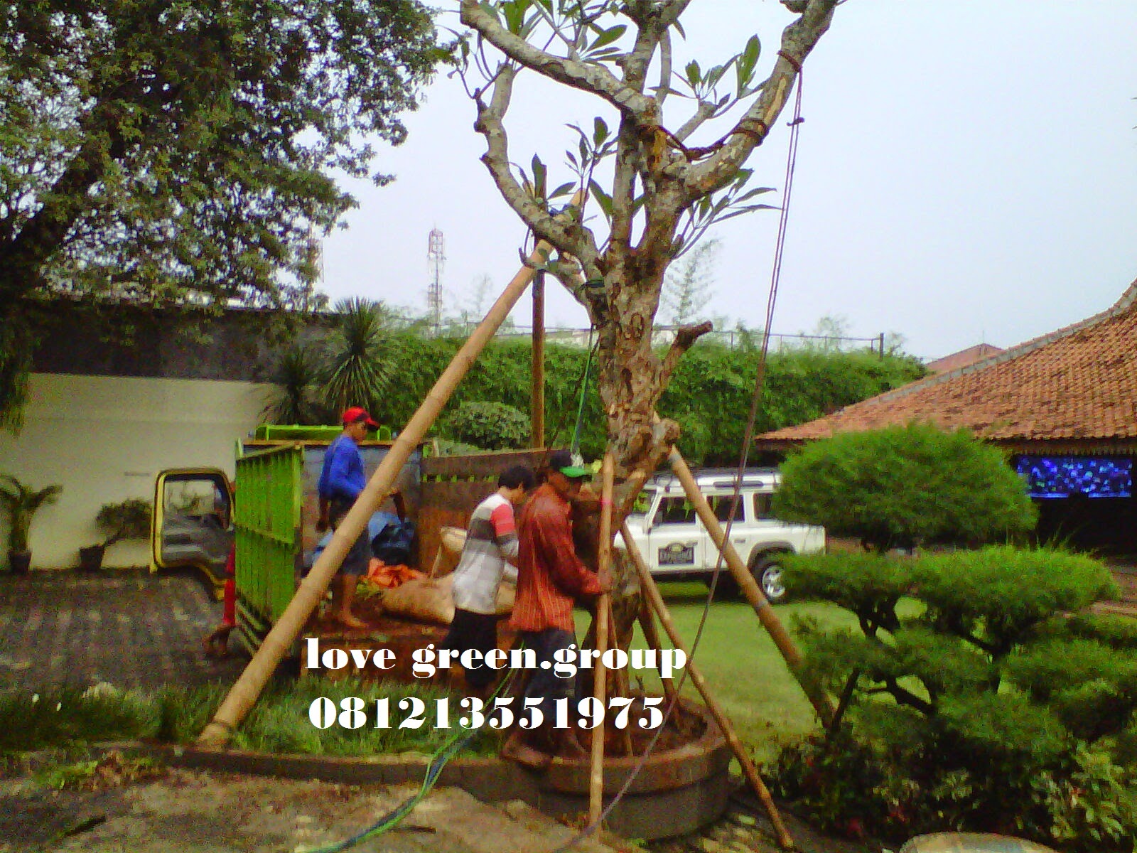 pohon kamboja|kamboja unik|kmboja posil|kamboja kuning|tukang pohon ...