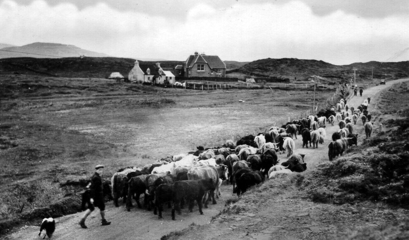 Tour Scotland: Old Photograph Crofter Herding Highland Cows Isle Of ...