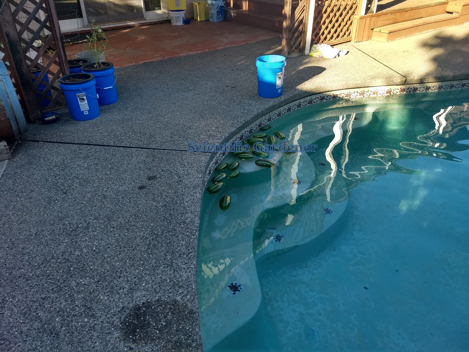 The Scientific Gardener: 1/1/21 - 2/1/21