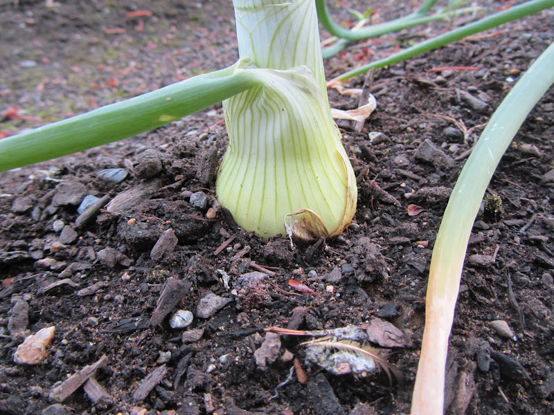 Four Hills of Squash: Spring to Summer