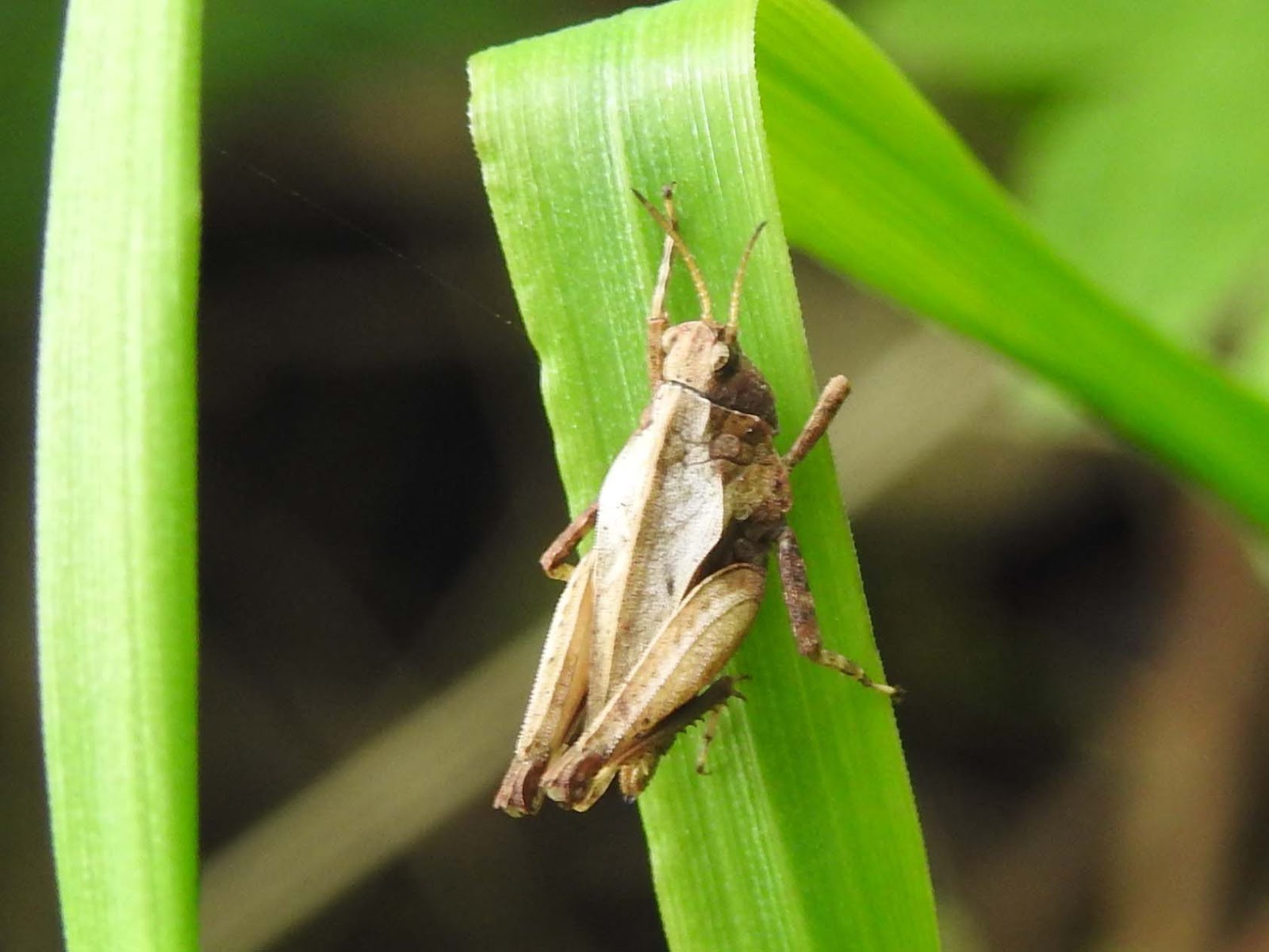 Dawlish Warren Latest Sightings: 2019 Wildlife Review: Spiders ...