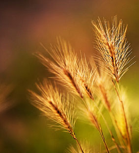 El camino de la evolución : La espiga y la vida