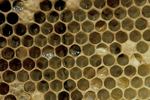 La Familia de la Apicultura - The Beekeeping of Family: European ...