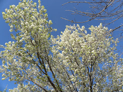 Family Adventures: Exploring Giant Sequoia Trees