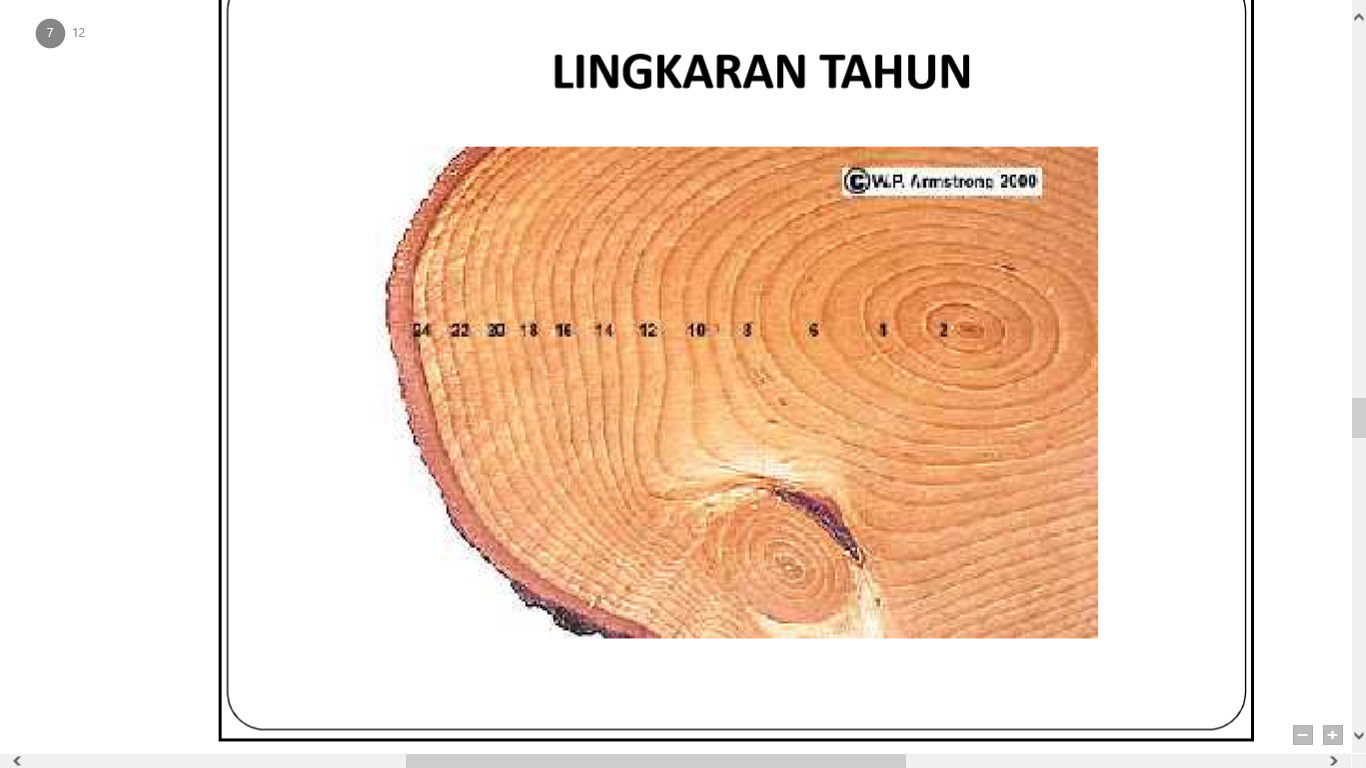 Praktikum Ilmu Kayu