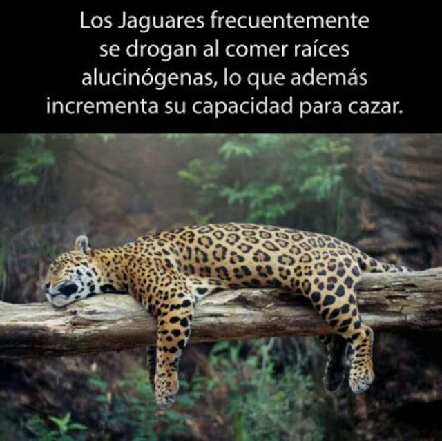 Datos curiosos e increíbles.