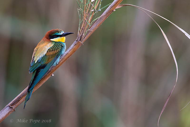 Kuwait Birding: Father and son twitch