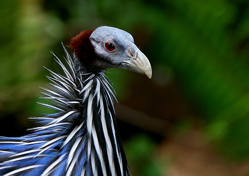 6 Bald Birds That Could Seriously Use Some Rogaine | Outdoors | Before ...