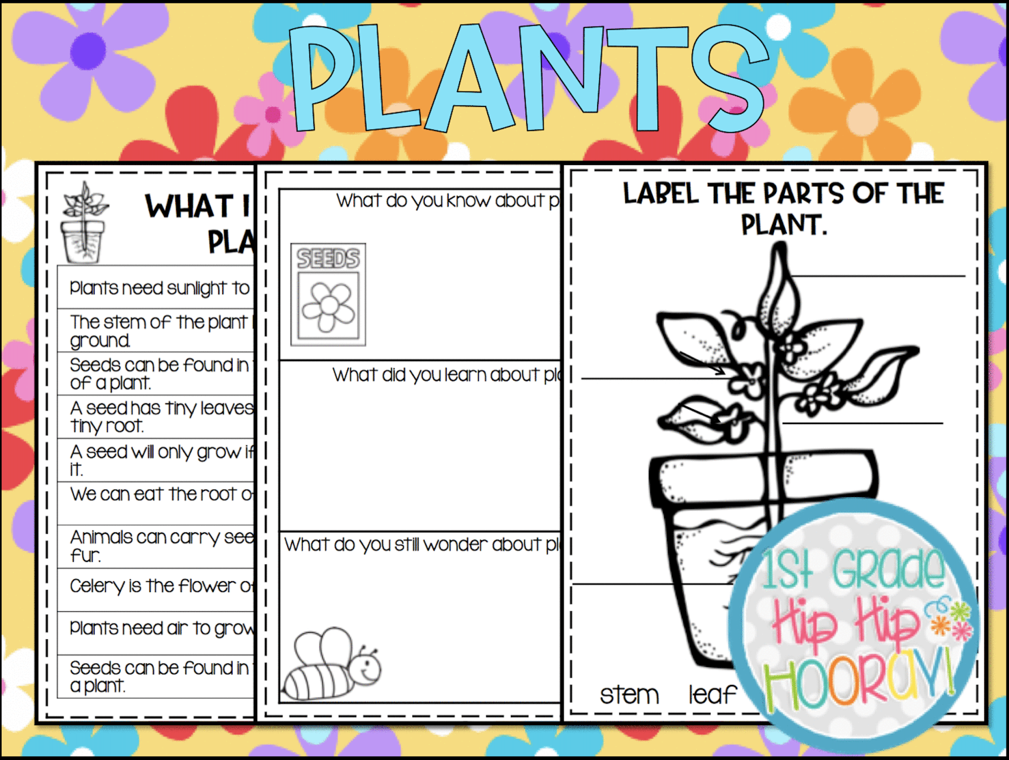 1st Grade Hip Hip Hooray!: Plants..."Growing" our knowledge of plants!