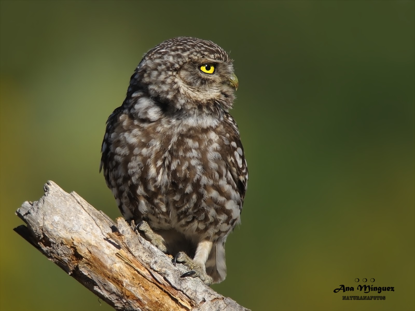 NATURANAFOTOS: Mochuelo europeo/ Little Owl