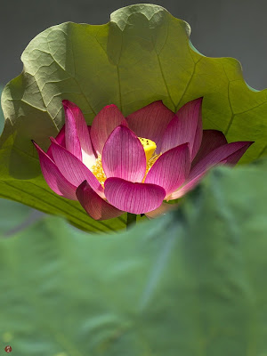 FROM THE GARDEN OF ZEN: August 2013