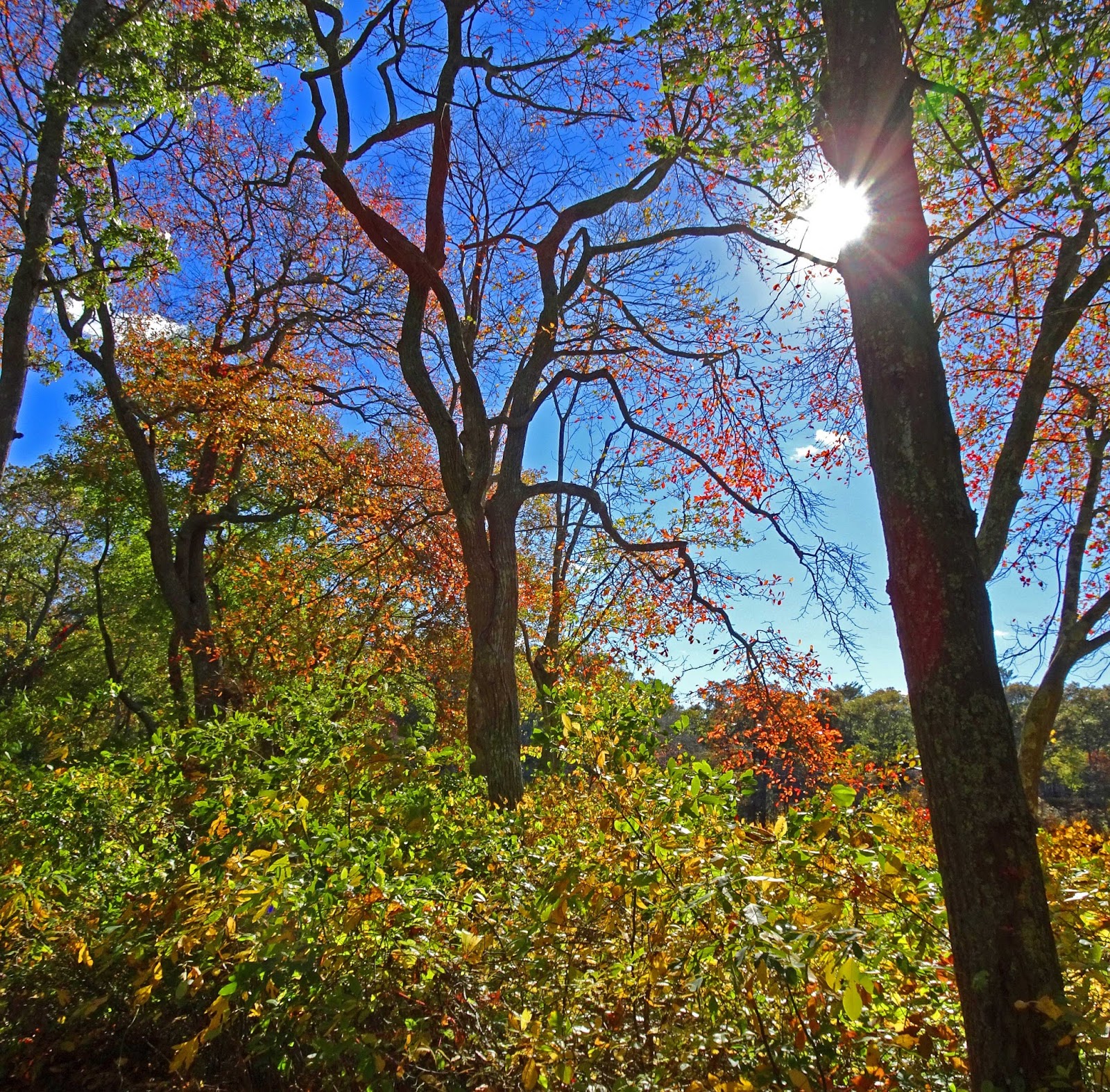 Joe's Retirement Blog: Rabbit Pond, Manomet, Plymouth, Massachusetts, USA