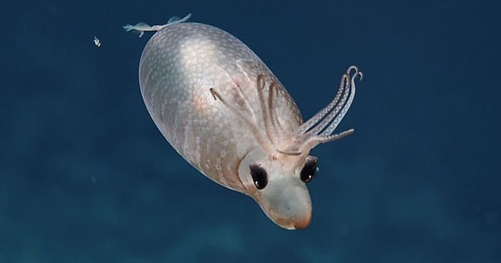 Baú do Luizinho: Você já ouviu falar de um animal chamado Lula leitão ...