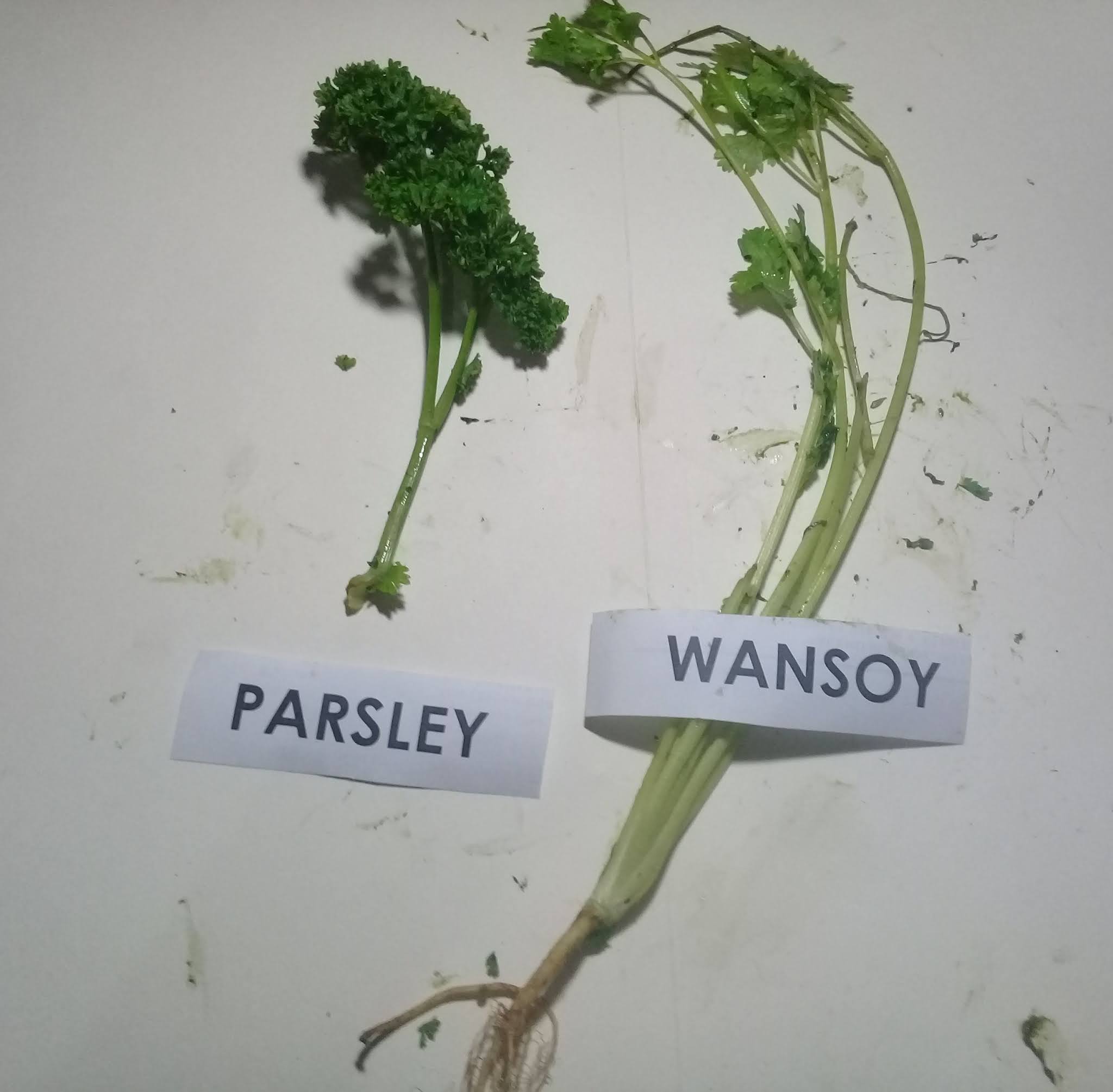 My Body. My Life . My Decision.: November 2020