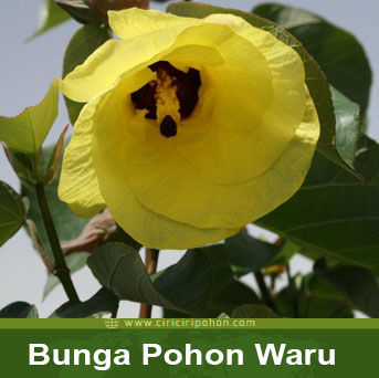 Inilah Ragam Filosofi Pohon Waru dan Artinya - Ciriciripohon.com
