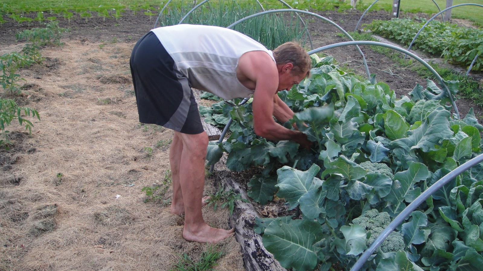 Barefoot Finds and Designs: What is Barefoot Farm????