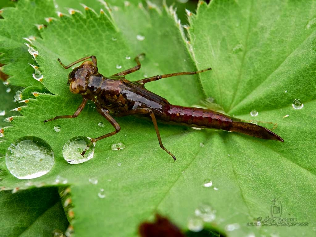 Jack Levene Photography: Olympus OM-D-E-M1 Trial Day 2