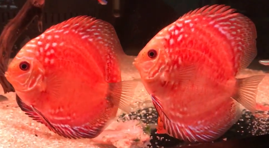 100 Discus Classification according to color and line | king fish