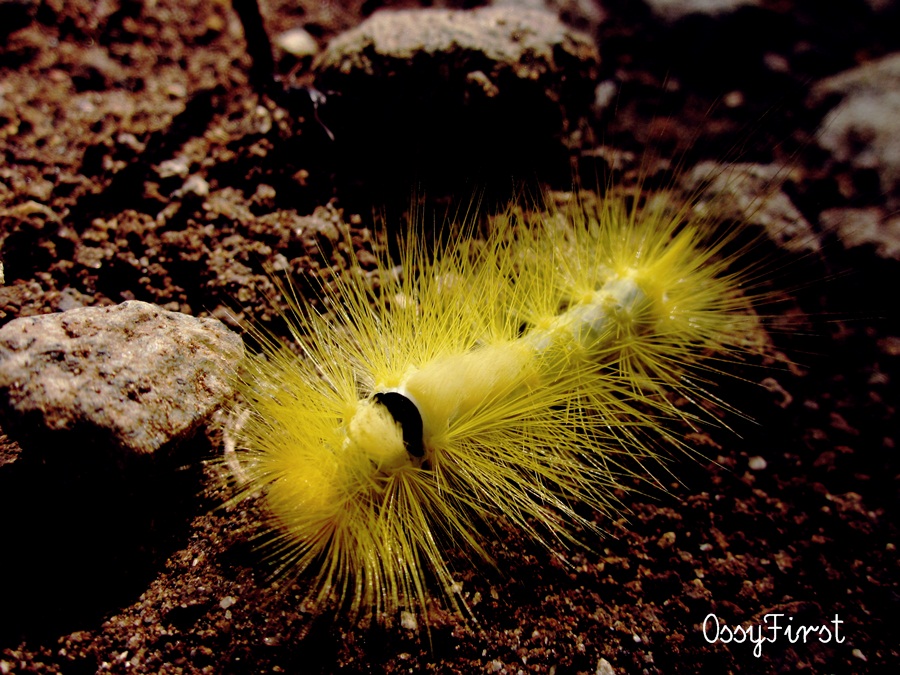 Cimeng Si Ulat Bulu #Foto - Peracau Kacau