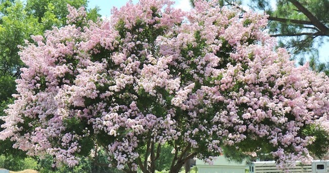 Botanic Bleu: Pink Crepe Myrtle | Why Southern Gardeners Love Them