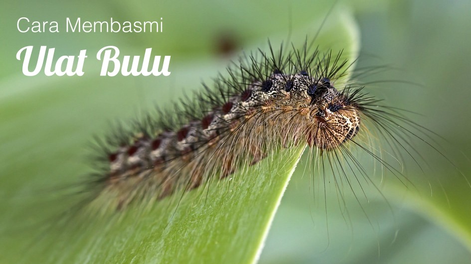 Cara Membasmi Ulat Bulu dengan Pestisida Alami - JoOZ Blog