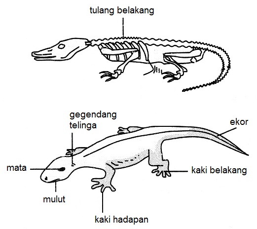 Sains 1 2 3: Vertebrata